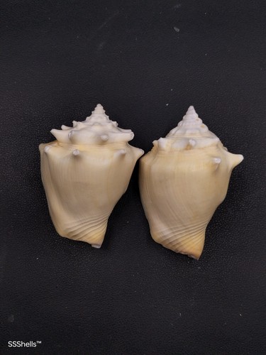 2 x strombus pugilis Sea shell fighting conch home decor beach #11009 ...