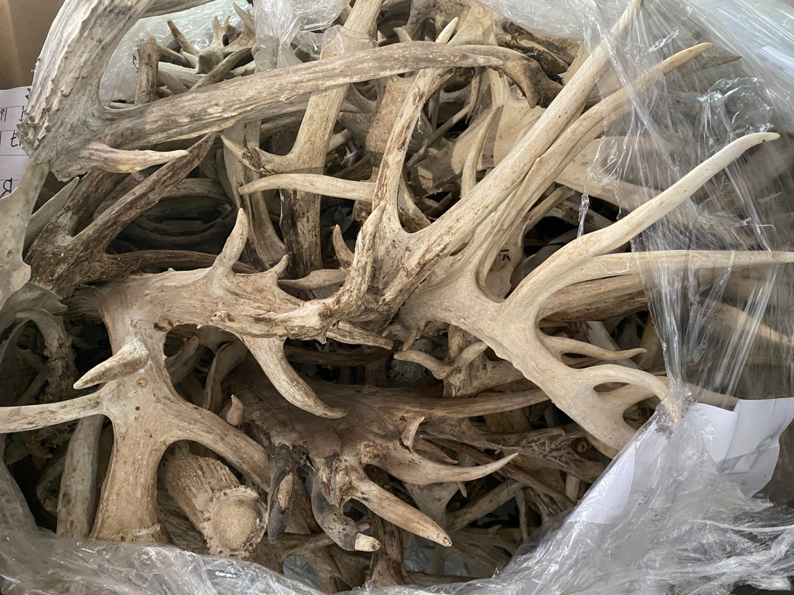Bulk Deer Antlers Whole Racks – Grade B/C - For Crafts or Dogs | eBay