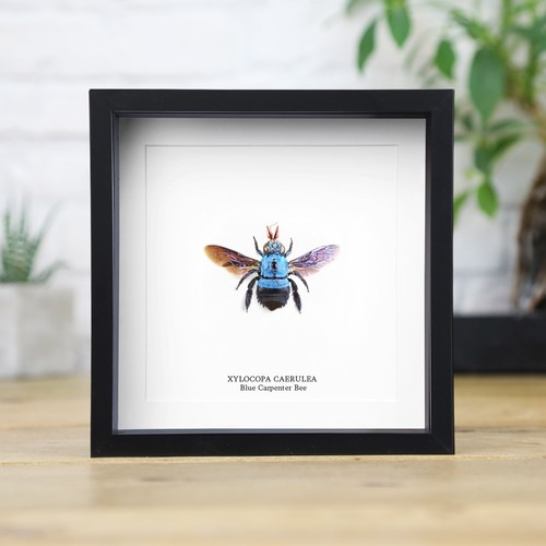 Blue Carpenter Bee Insect Bug Taxidermy Box Frame Home Decor Interior ...