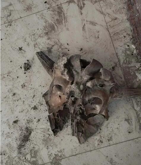 Exquisite Bone Fossils from the Ice Age - Ancient Fossil Specimens | eBay