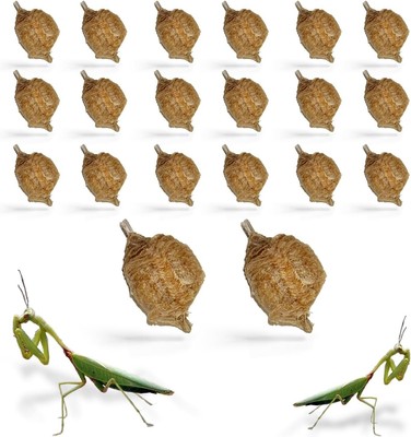 20x Chinese Praying Ootheca Mantis Twenty Egg Cases Ootheca Organic ...