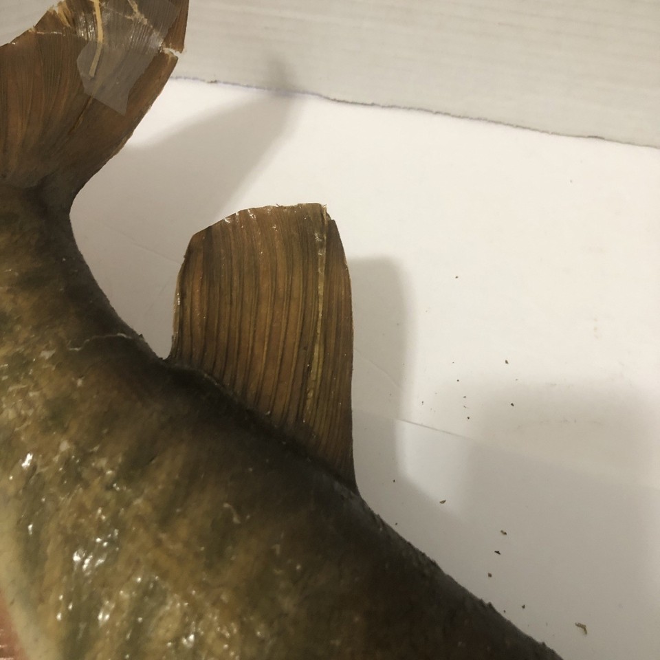 VTG REAL FISH TAXIDERMY 31” TIGER MUSKY WALL MOUNT Thaddeus Lake ...