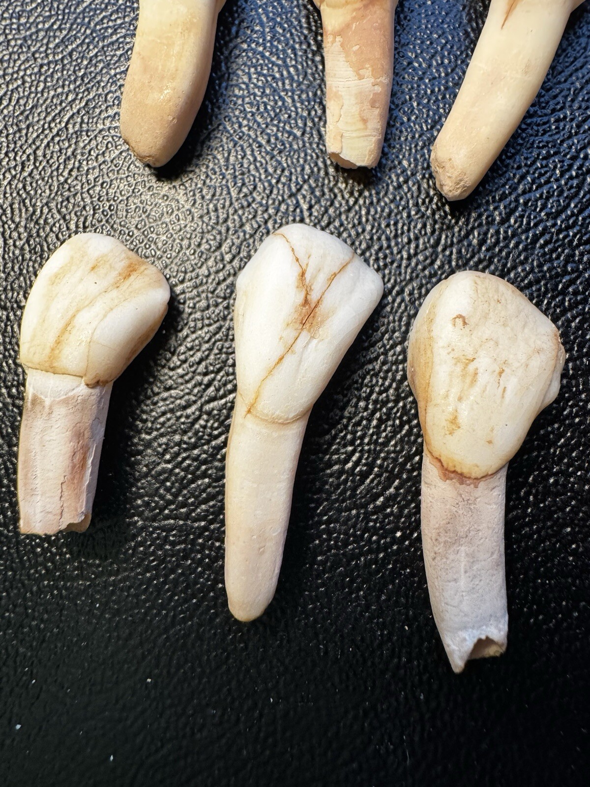 10 Miscellaneous Elk Teeth Ivory Type Teeth Like Whistlers | eBay