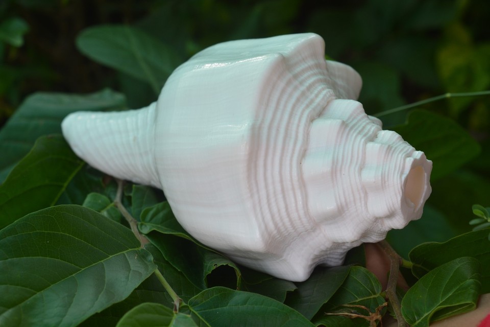 6" Blowing Shankh | Natural Conch Shell for Hindu Puja, Daily Prayer ...
