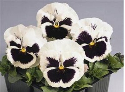 15 x Pansy F1 Inspire White with Blotch winter flower mini plug plants ...