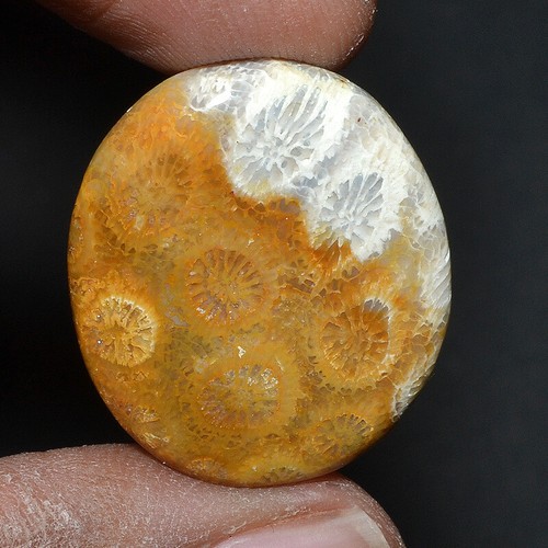 Cts. 28.25 Natural Marvellous Fossil Coral Cab Oval Cabochon Loose ...