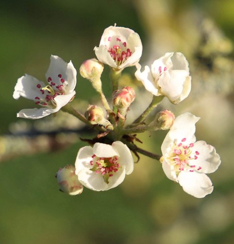 Pyrus pashia 10-35cm | Himalayan pear | Wild pear - - Pero dell ...