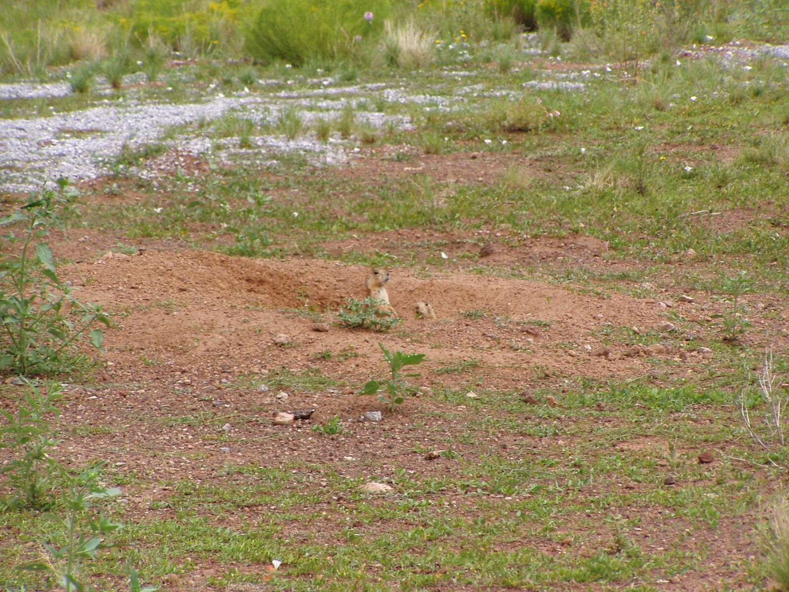 Gophers , Moles , Prairie dogs , Voles , ground squirrels , underground ...