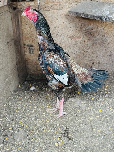 Pakistani Asil/Aseel Hatching Eggs | eBay