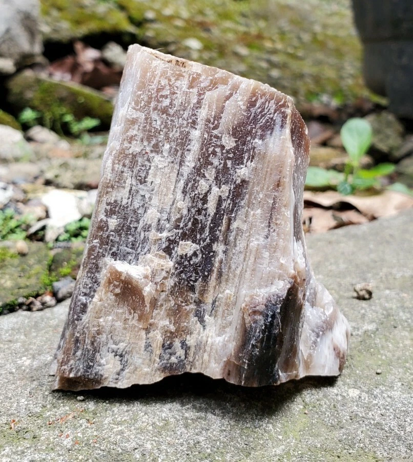 Petrified Wood Stone