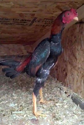 4 Rare Black Breasted Red Shamo Bantam ORIENTAL GAMEFOWL Hatching eggs ...