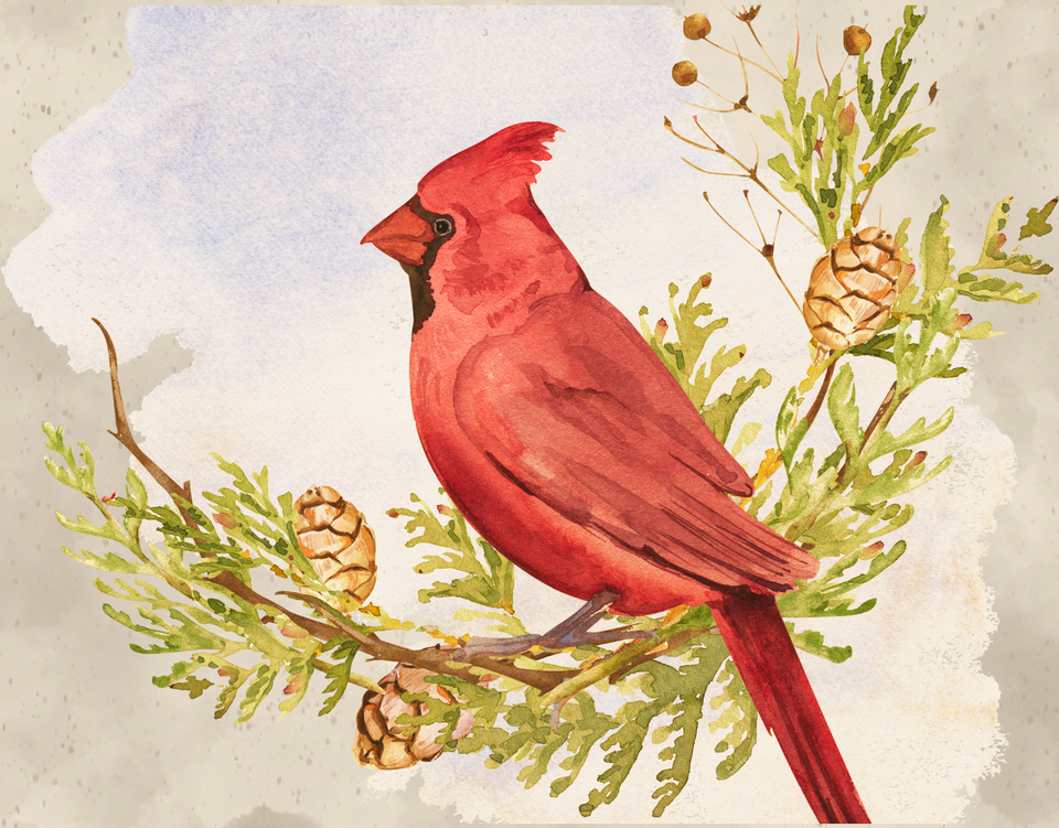 Watercolor Cardinal Note Cards 12 or 24 Count-Blank Inside-5.5"x4.25 | eBay