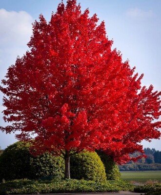 RED MAPLE 'Acer rubrum' LIVE BARE ROOT PLANT 16-24 INCHES | eBay
