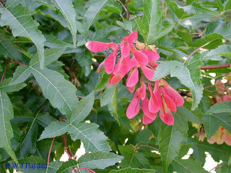 Flame Amur Maple, Acer ginnala Flame, Tree Seeds (Fall Color, Hardy ...