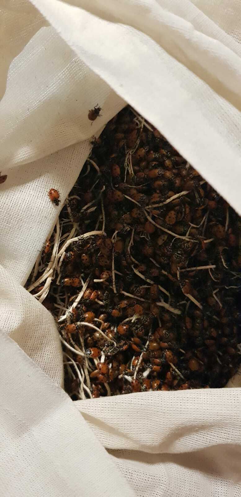 4500 Live Ladybugs for Garden (3 X 1500) – Good Bugs – Guaranteed Live ...