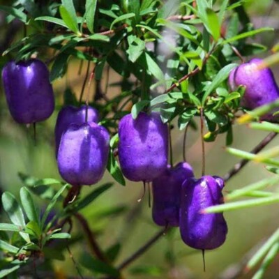 Purple Appleberry (Billardiera longiflora) - 20 Seeds > Edible Native ...