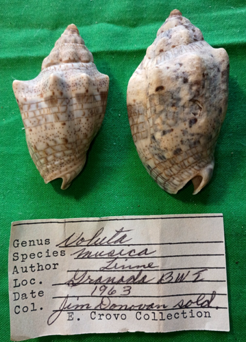 Voluta musica #R1324 Lesser Antilles 56/60mm | eBay