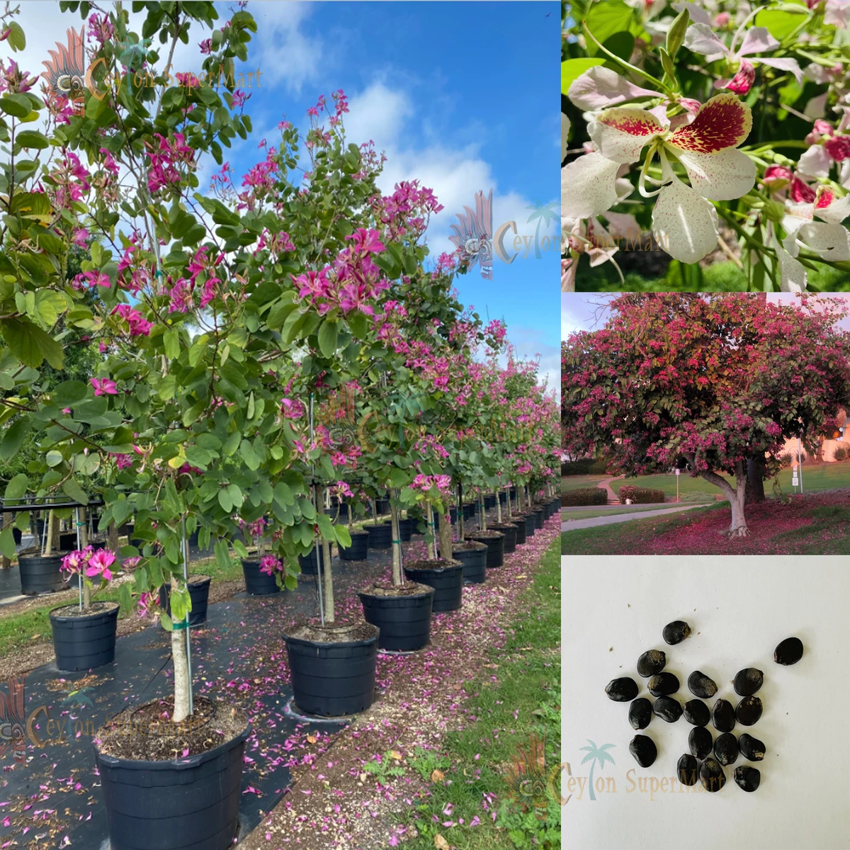 Hong Kong Orchid Tree