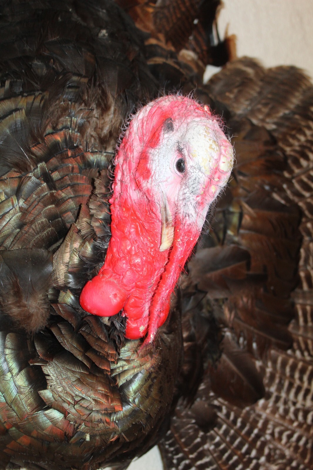 Turkey Mount Taxidermy Tom Jake Whitetail Deer Shed Antler Log Cabin ...