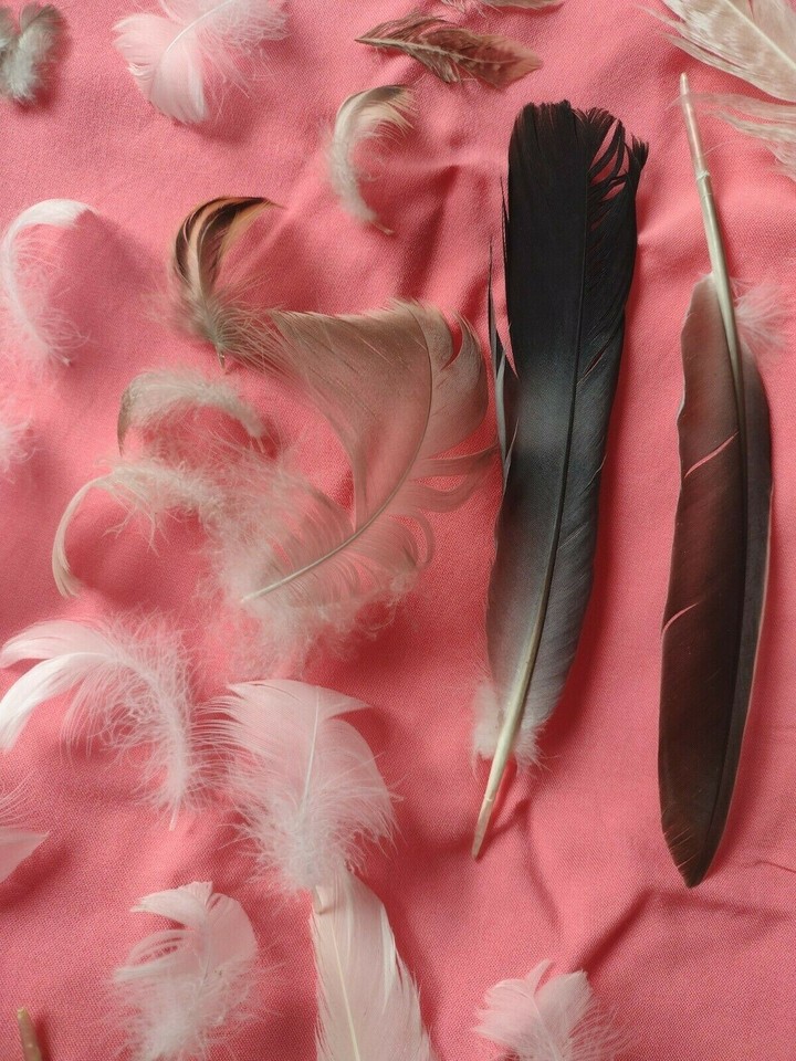 FREE FALLEN real feathers x 33 medium SWAN PHEASANT PIGEON 4 Decor Toys ...