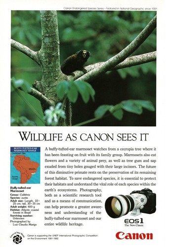 1992 CANON EOS1 35mm camera Buffy-Tufted-Ear Marmoset monkey Vintage ...