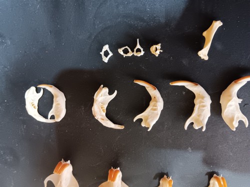 real animal gopher skull bones skeleton teeth tooth | eBay