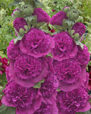 Alcea Rosea Seeds - CHATER'S PURPLE - Hollyhock - Double Blooms - 25 ...