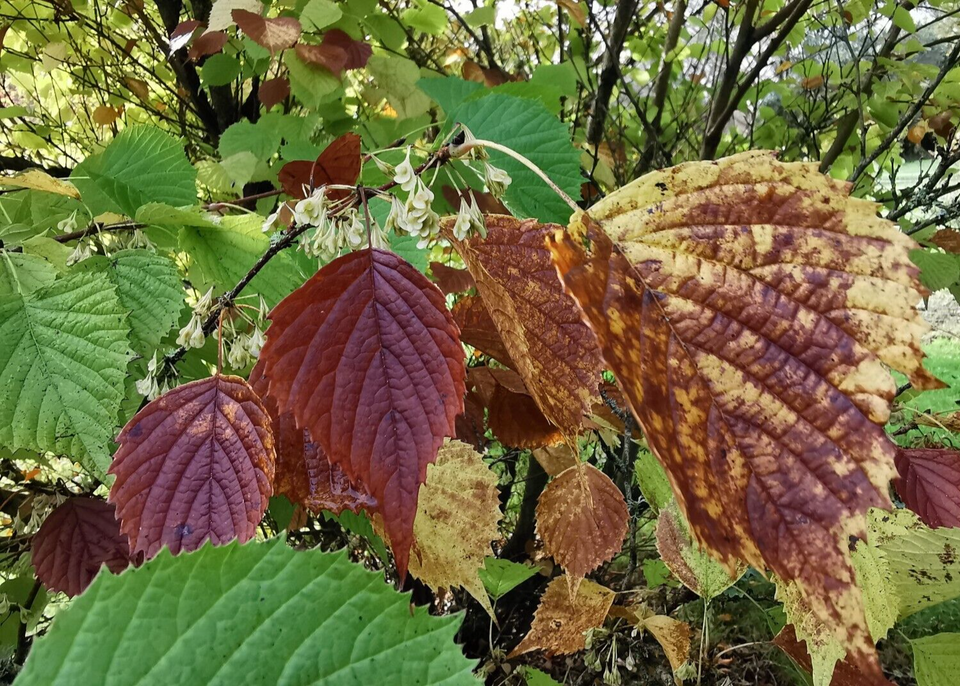 rare Euptelea polyandra tree Fusakazura, red winter flowers bronze ...