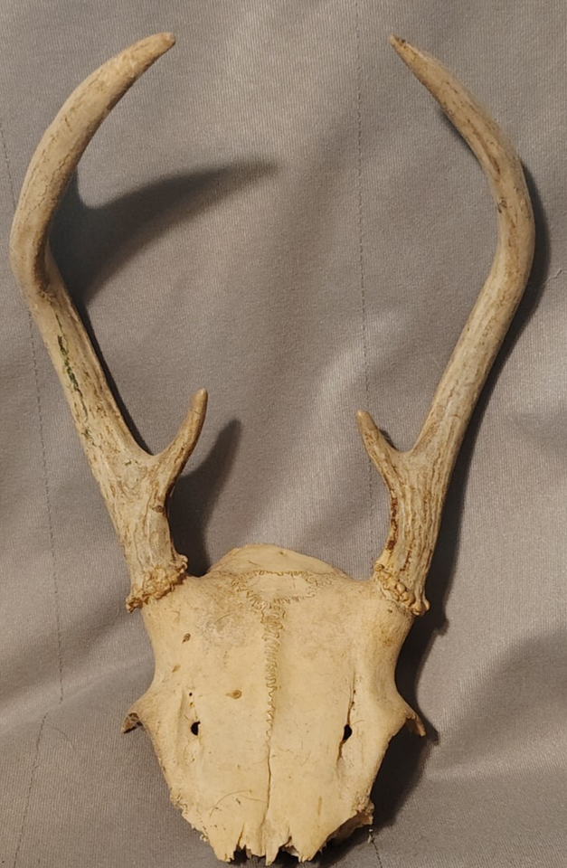 6 Points Whitetail Deer Antlers Attached To Skull | eBay