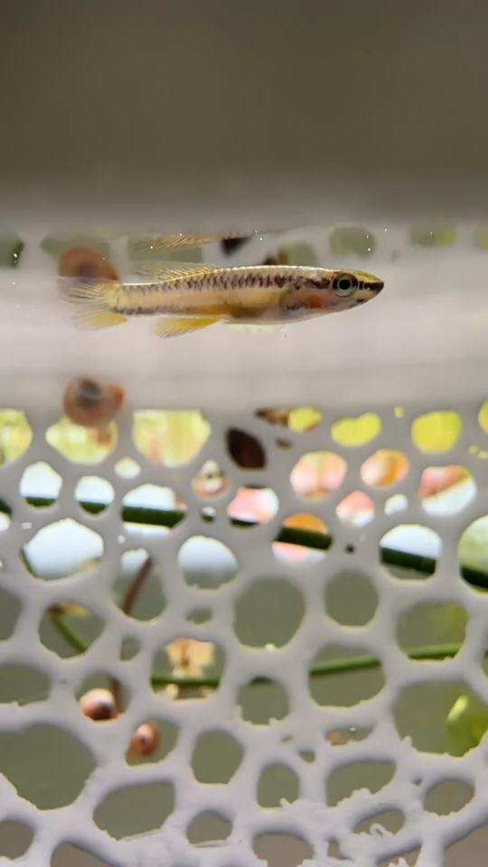 2 Floating Betta Cave For Aquarium Fish Tank Betta Shrimp Killifish ...