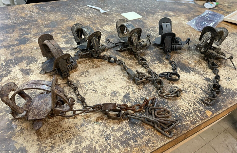 10, Duke, #1.75 trap, fox, coyote, bobcat, coon, badger VIC#1.75 | eBay