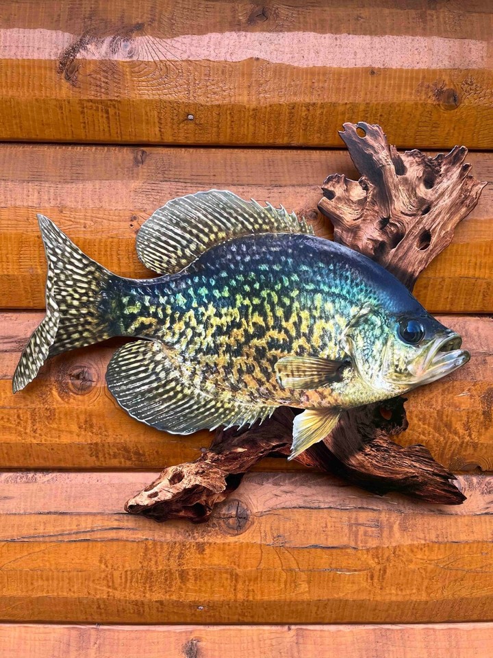 18" Black Crappie Replica Scene 2D Flat Metal Crappie Rustic Cabin ...