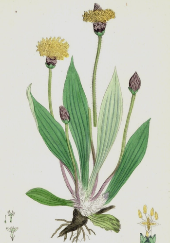 1860's John Sowerby Hand Colored Botanical Print Common Rib-Grass K2D ...