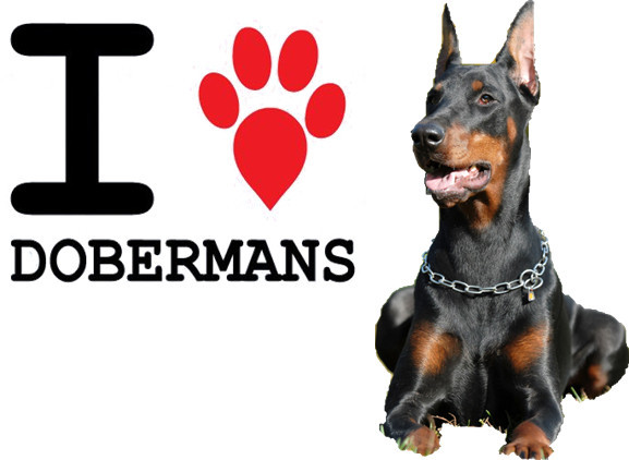 Nail Art 129A DOG BREED "Doberman I Heart Paw" WaterSlide Nail Decals ...