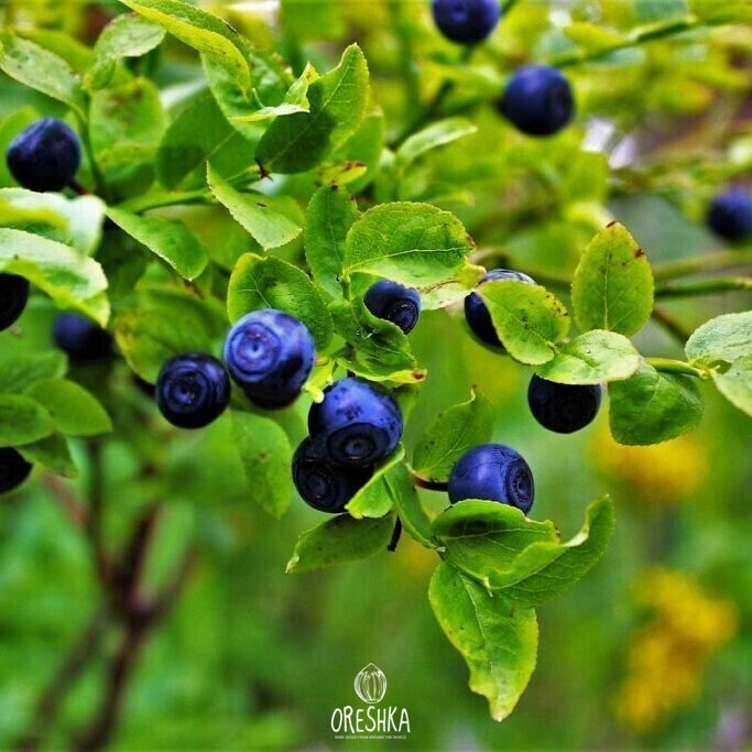 Bilberry seeds (Vaccinium myrtillus) 30 PCS / 300 PCS fresh seeds | eBay