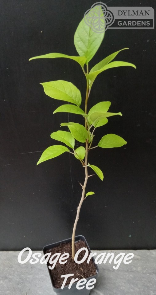 Osage Orange Tree (Maclura pomifera) - Hedge Apple - Live Plant ...
