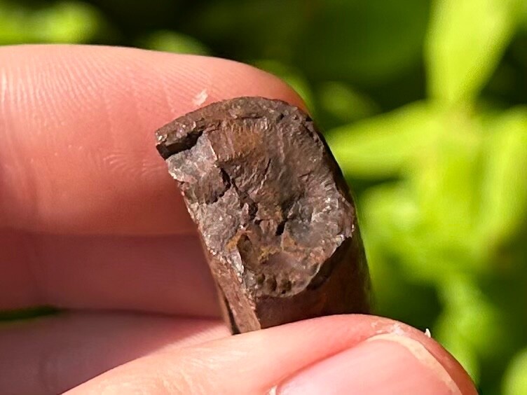 Florida Fossil Giant Sloth Tooth Pleistocene Ice Age Mammal Rare | eBay