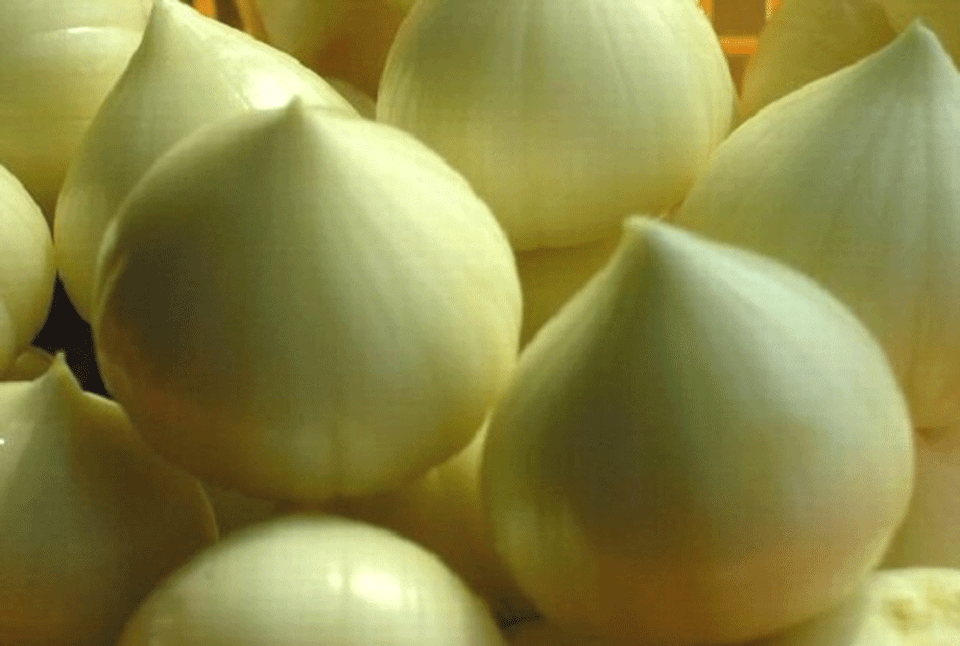 20 Bulbs single Clove Garlic Solo Garlic, Heirloom Herbs From Thailand ...