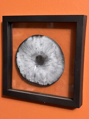 Mushroom Fungus White Spore Print - Only For Art Display Education ...