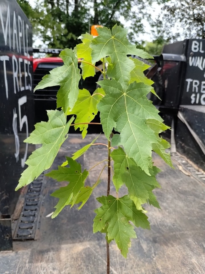 "Mississippi" Silver Maple Tree Sapling | eBay
