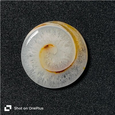 Fossilized Shell Fossil Spiralite Seashell Agatized Shell Agate 43 Cts ...