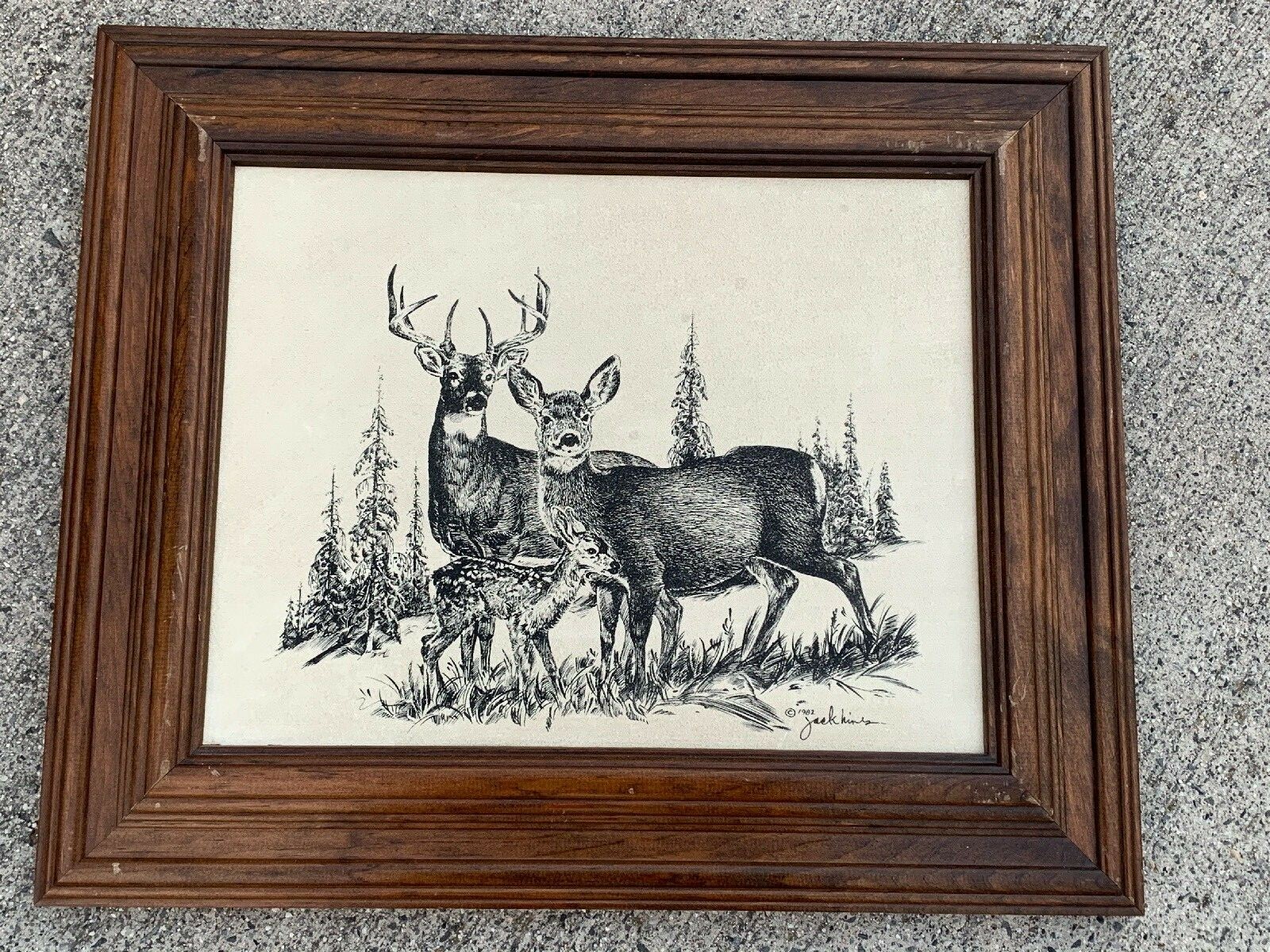 Whitetail Buck And Doe Drawings