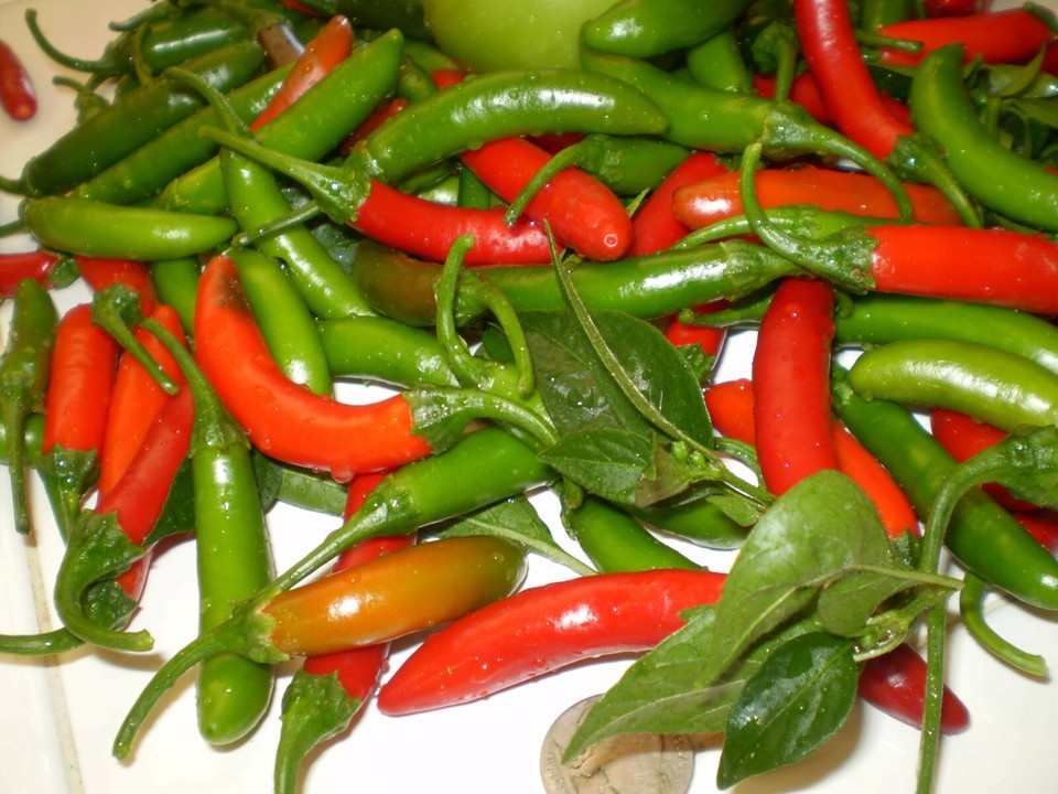 more #2 ASSORTED CHILI PEPPER SEEDS 25 varieties you choose hot mild ...