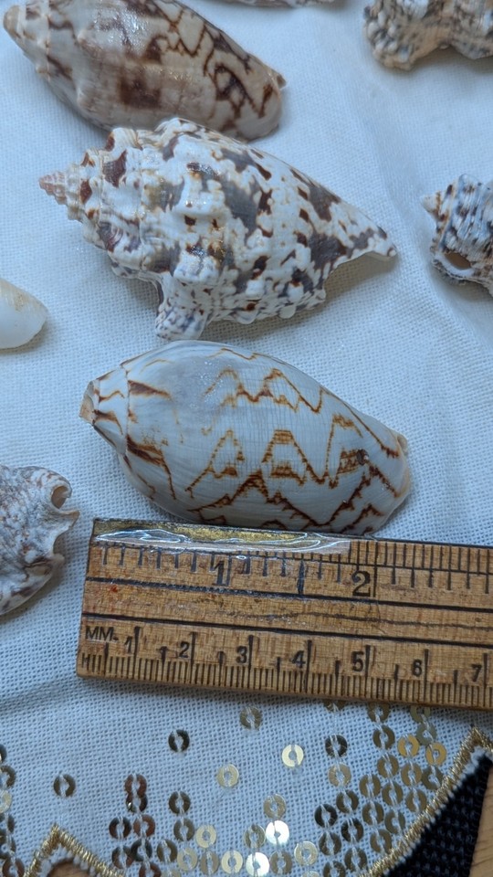 ASSORTED Conch Seashell LOT Med. Sized Conus Straitus Some Rare Shells VINTAGE | eBay