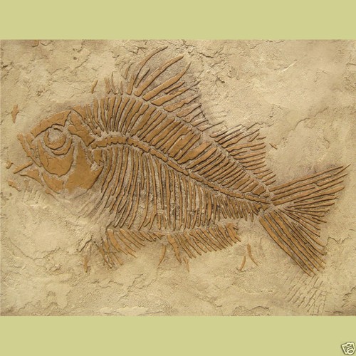 Prehistoric Large Fish Fossil Stencil - DIY Raised Plaster Stencil ...