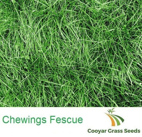 Chewings Fescue