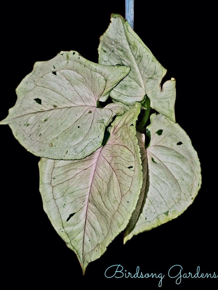 Syngonium Green Splash/Grey Ghost 👻 Rooted Plant 4" Pot | eBay