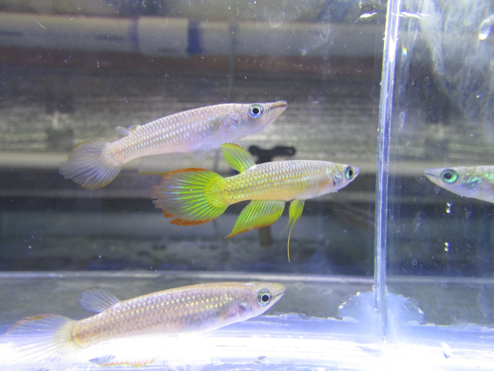 Aplocheilus blockii killifish species profile >> killi.co.uk