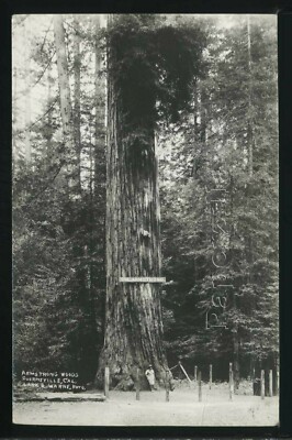 CA Guerneville RPPC 1940's ARMSTRONG WOODS Col Armstrong Tree by Larke ...