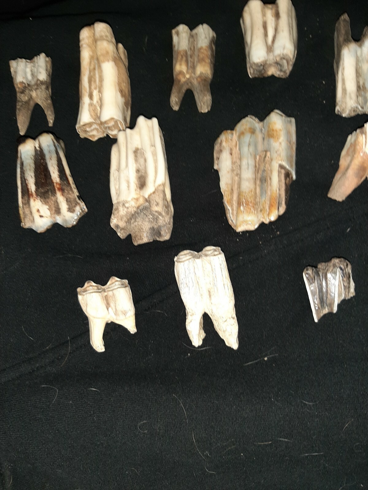FOSSIL BISON TEETH SET. SOME VERY RARE .SOME OVER 3"LONG | eBay